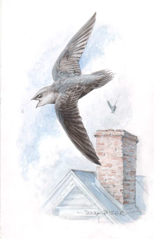 Chimney Swift Conservation – Potomac Valley Audubon Society