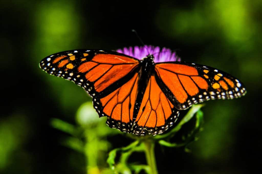 Family Monarch Tagging at Cool Spring Preserve – Potomac Valley Audubon ...
