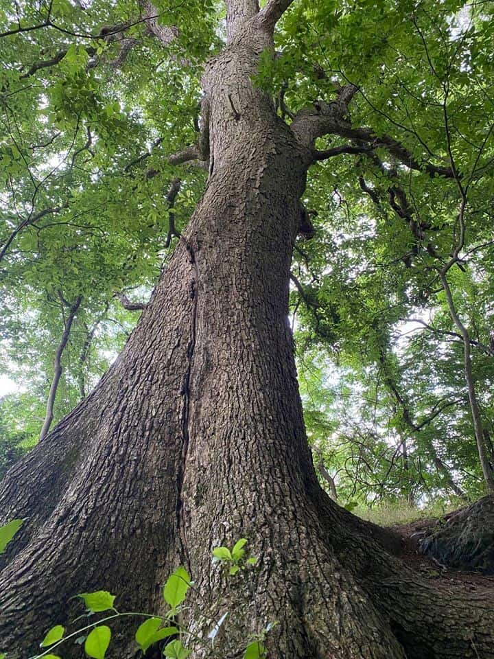 Cool Spring Preserve - Potomac Valley Audubon Society