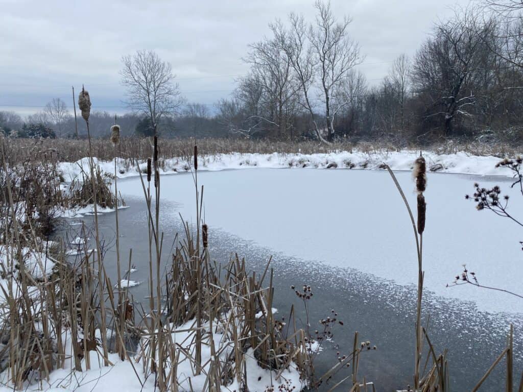 CANCELLED – Wellness Walk at Cool Spring Preserve – Potomac Valley ...