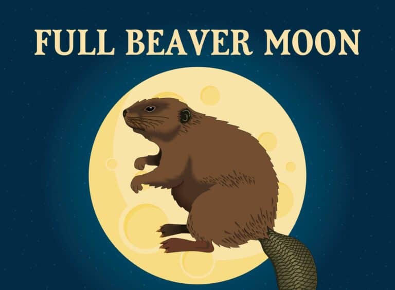 Beaver Moon Hike at Cool Spring Preserve – Potomac Valley Audubon Society