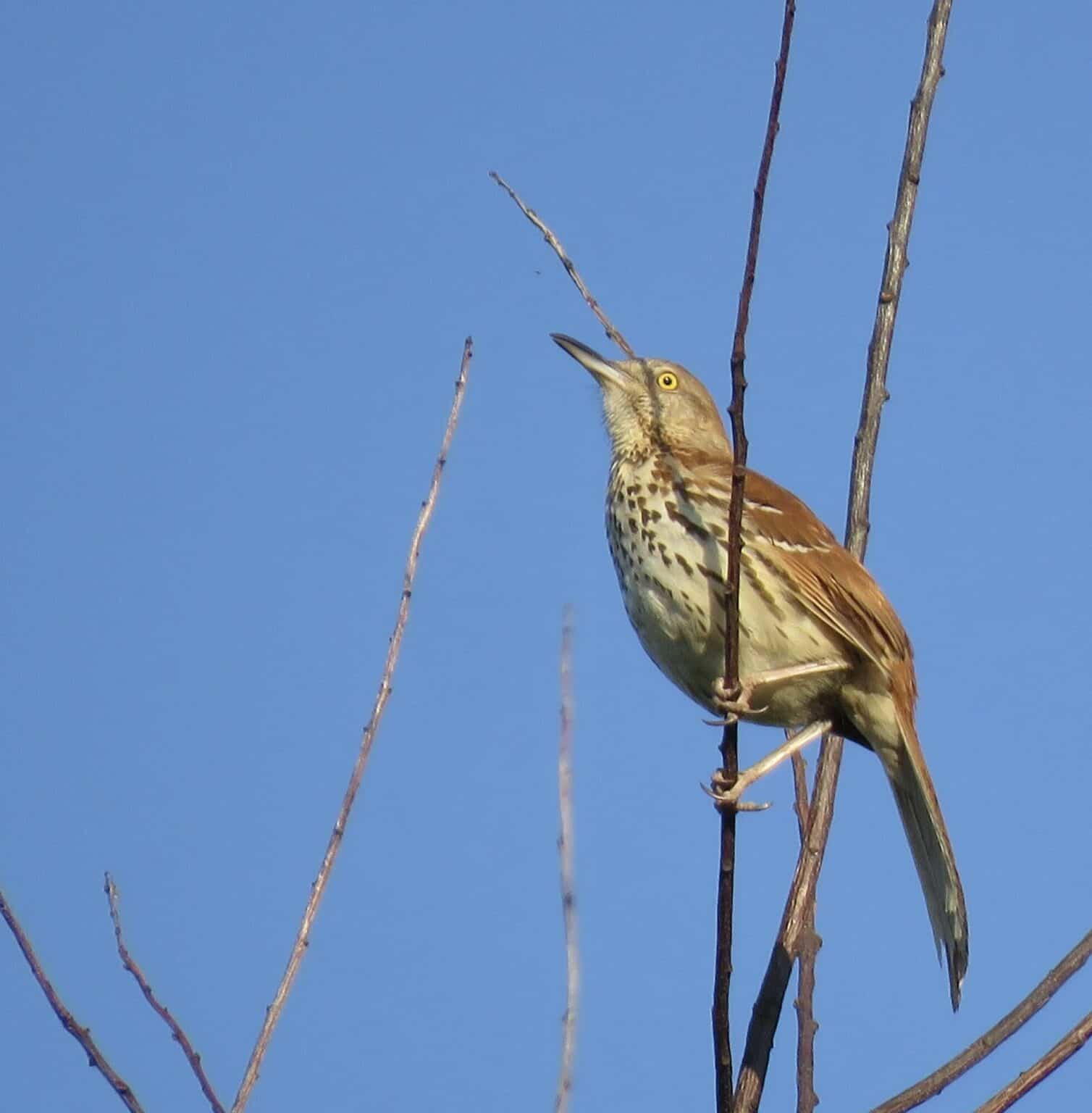Rolling Ridge Conservancy Bird Walk – Potomac Valley Audubon Society