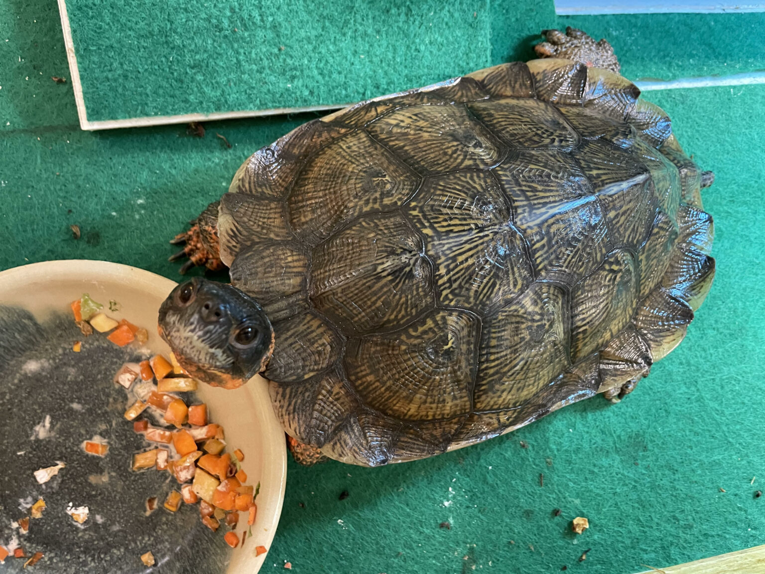 Turtle Time at Cool Spring Preserve – Potomac Valley Audubon Society