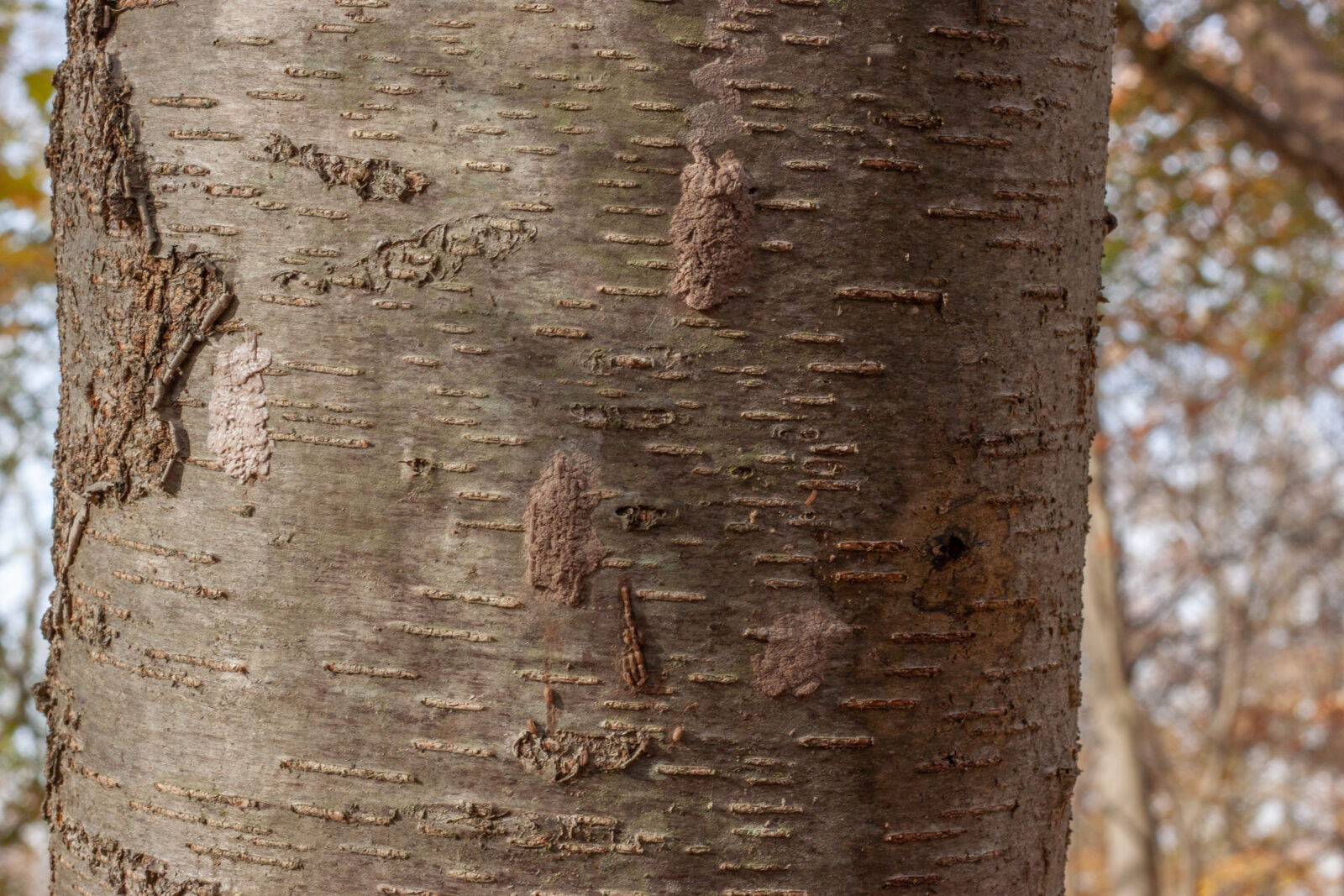 Managing Spotted Lanternfly Populations – Potomac Valley Audubon Society