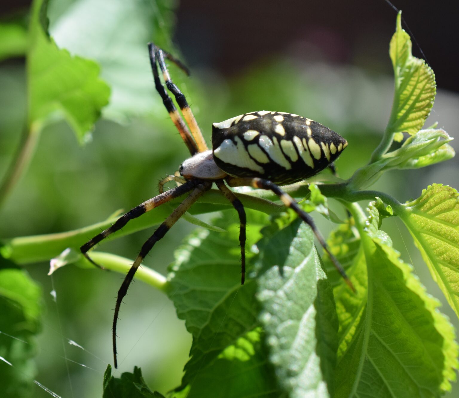 Weaving Wonders: Celebrate Spiders on Save a Spider Day! – Potomac ...